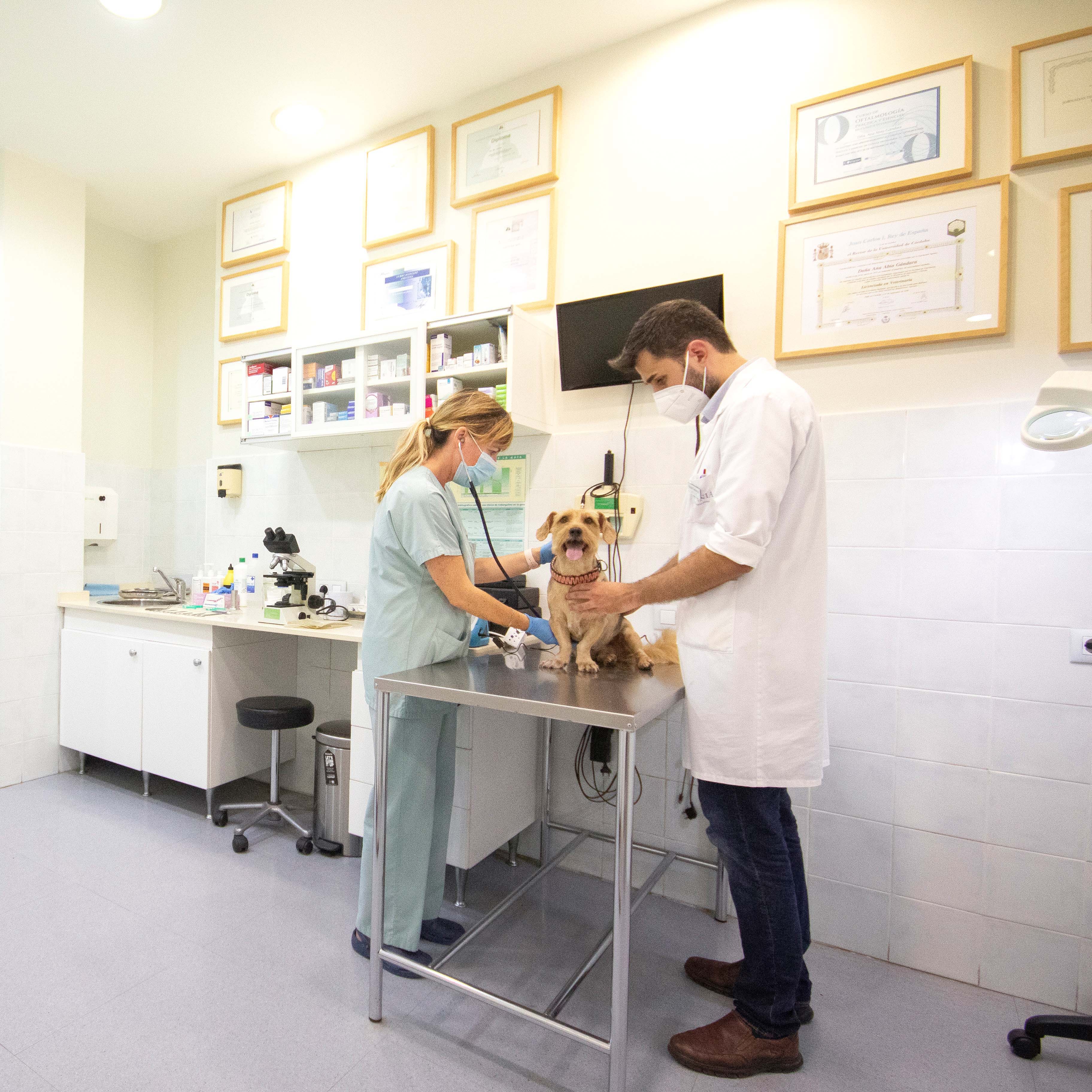 Servicios Veterinarios | Sania Clínica Veterinaria